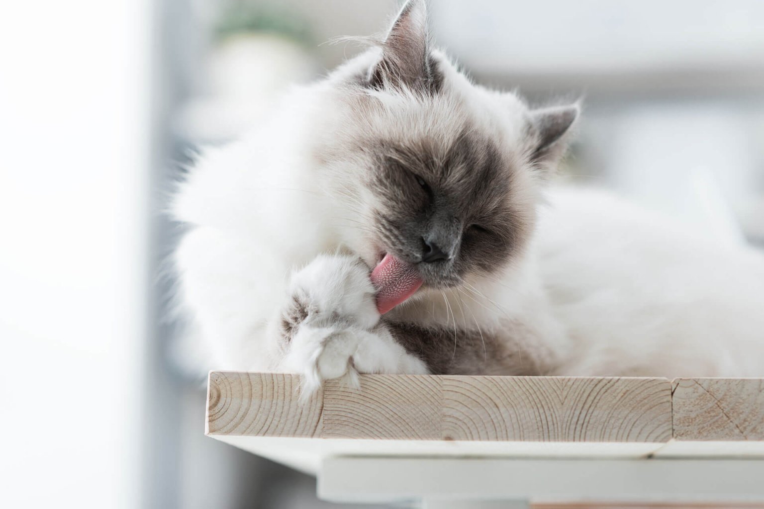 Cat pollen allergy: Symptoms, tips and remedies - Tractive