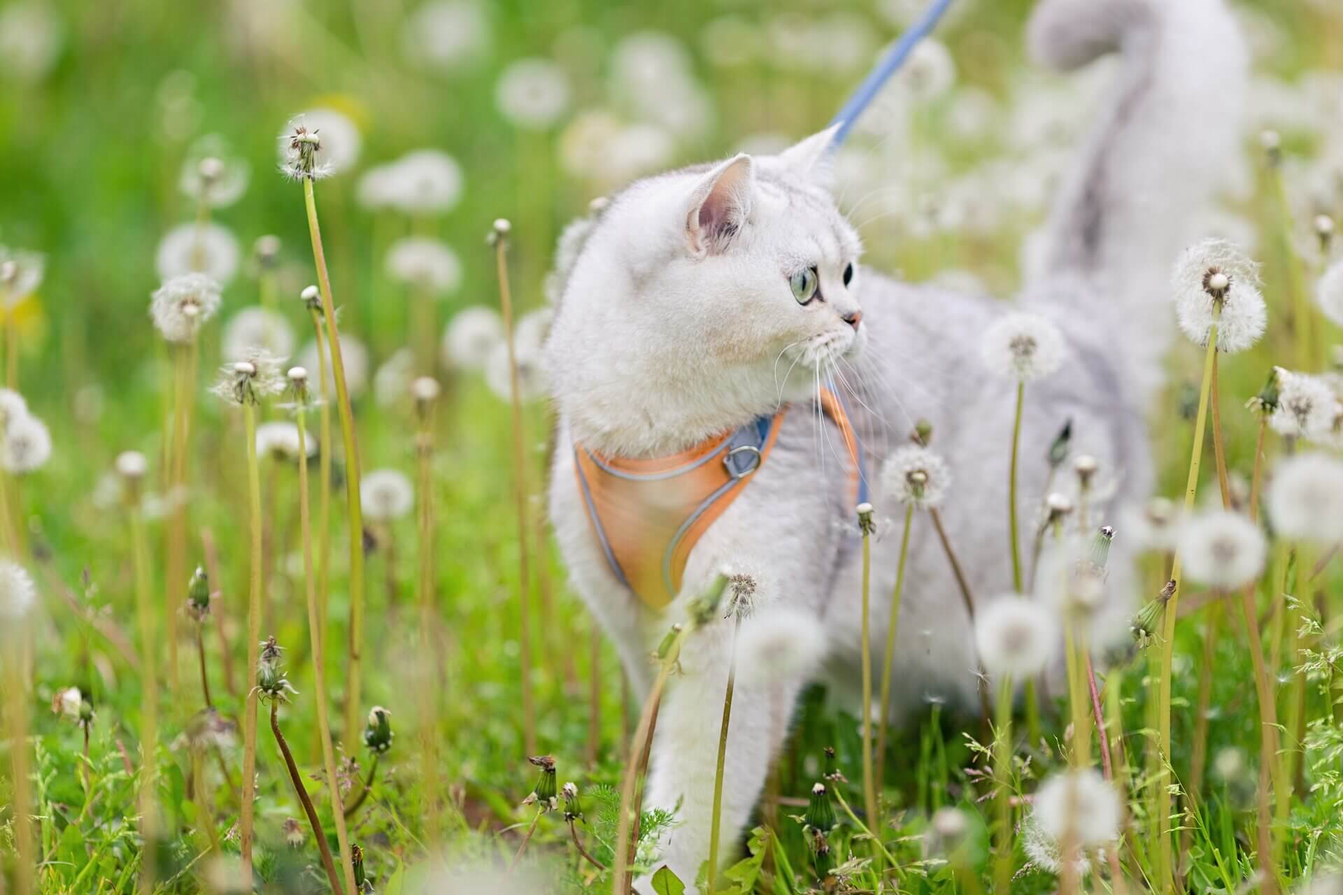 Cat pollen allergy: Symptoms, tips and remedies - Tractive