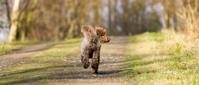 8 consejos para encontrar a un perro perdido - Tractive