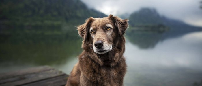 Understanding Panting, Shaking And Seizures In Old Dogs - Tractive