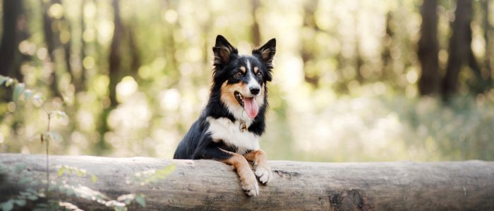 7 Essential Tips For Handling The Prey Drive In Dogs - Tractive