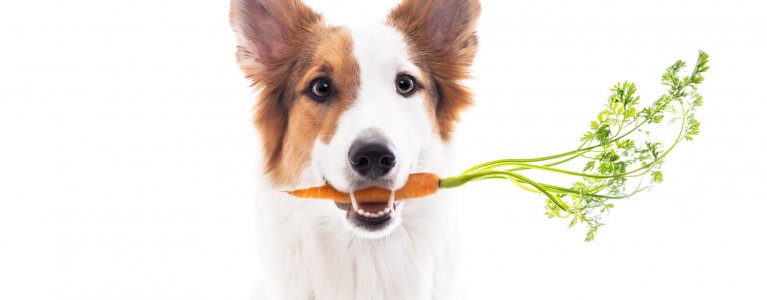 What vegetables are good for dogs? Dog experts reveal all. - Tractive