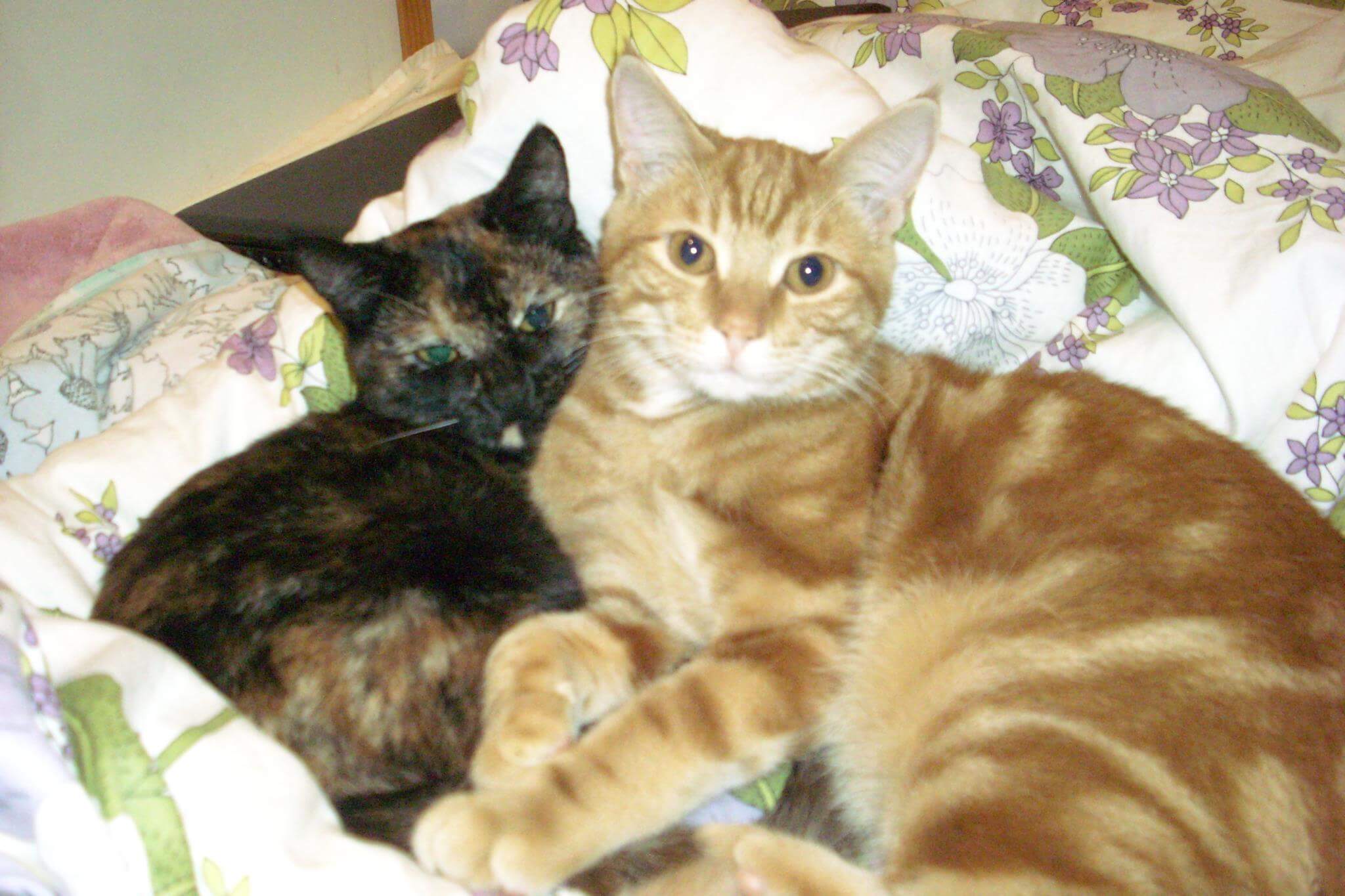 Can You Spay A Cat While They Are In Heat Cat Meme Stock Pictures And