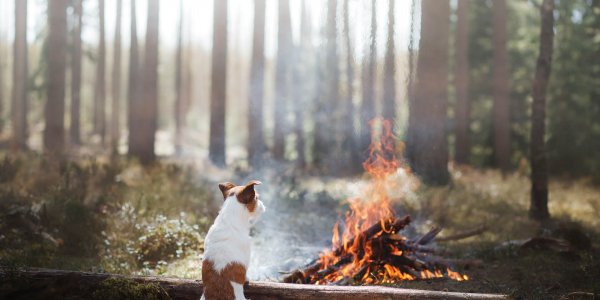 Bonfire Night with Dogs: 7 Safety Tips - Tractive