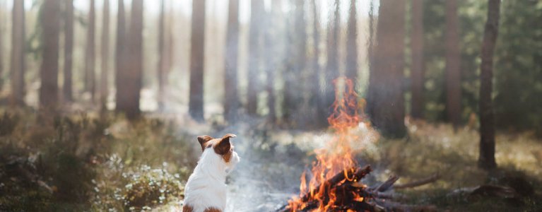 Bonfire Night with Dogs: 7 Safety Tips - Tractive