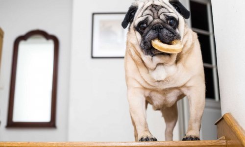 Chien obèse : pourquoi mon chien est trop gros ? | Tractive