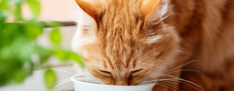 Cat not drinking water? Find out why + what to do - Tractive