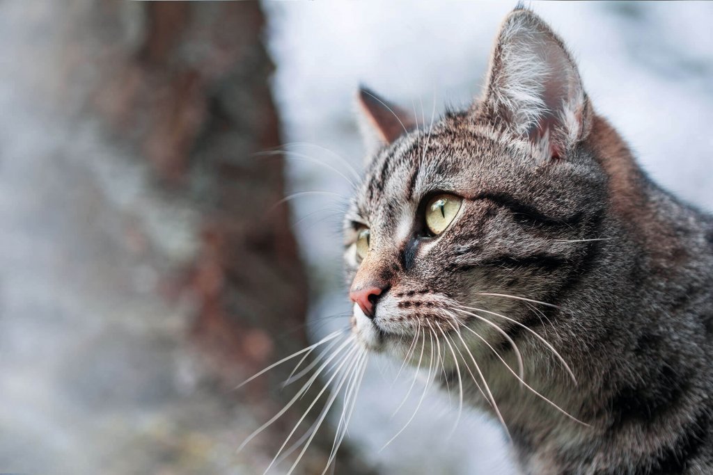 How Long Do Cats Go Missing For? Missing Cat FAQs - Tractive