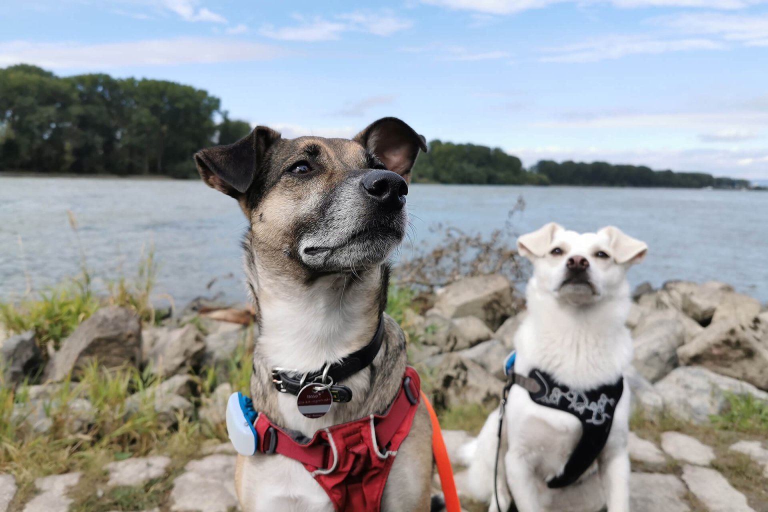Why Apple AirTag Is NOT Best For Dog Tracking - Tractive