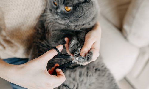 5 Step Guide: How to Trim Cat Nails - Tractive