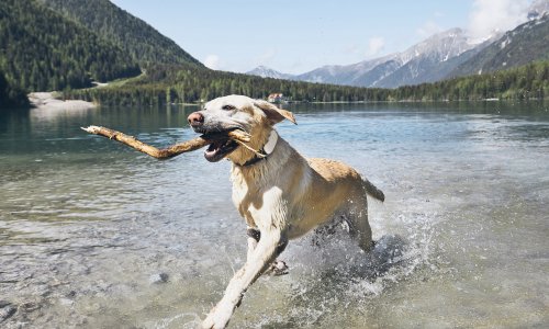 19 Dog Breeds That Love Water: Get to Know Them! - Tractive