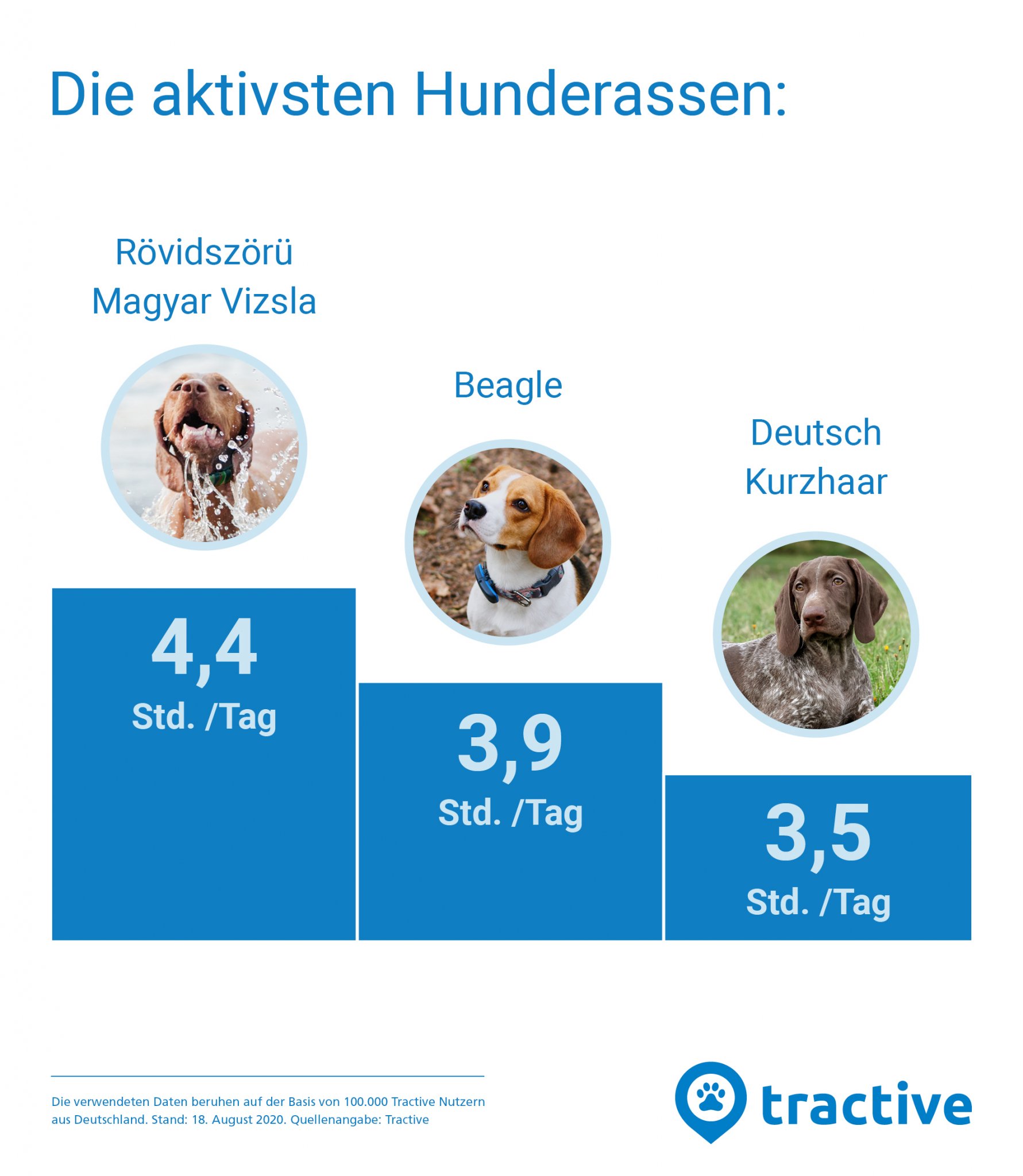 Gassi gehen mit dem Hund - wie oft? Erfahre es hier! - Tractive