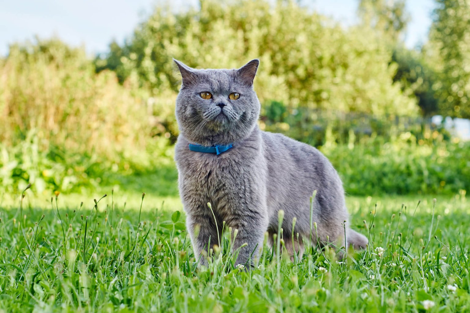 10 Best Tips for Outdoor Cat Care and Safety - Tractive