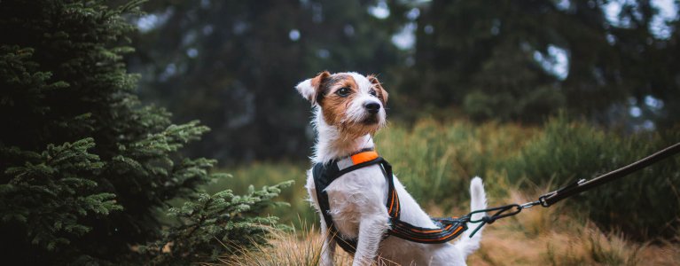 How to Put on a Dog Harness the Right Way! - Tractive