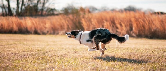 El uso de Apple AirTags para perros - Tractive