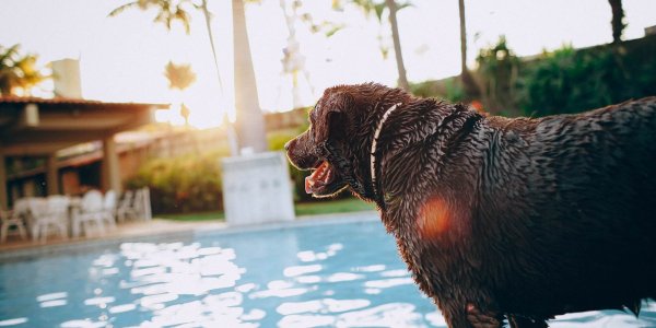 19 Dog Breeds That Love Water: Get to Know Them! - Tractive