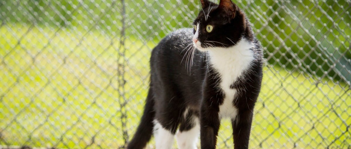 Catio: How To Make The Perfect Outdoor Cat Enclosure - Tractive
