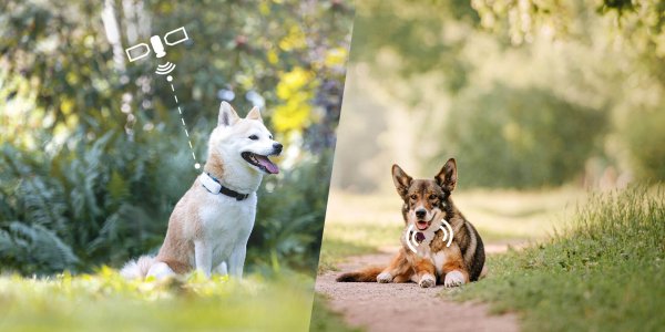 Radio Frequency Pet Tracker: FAQs & Real User Reviews - Tractive