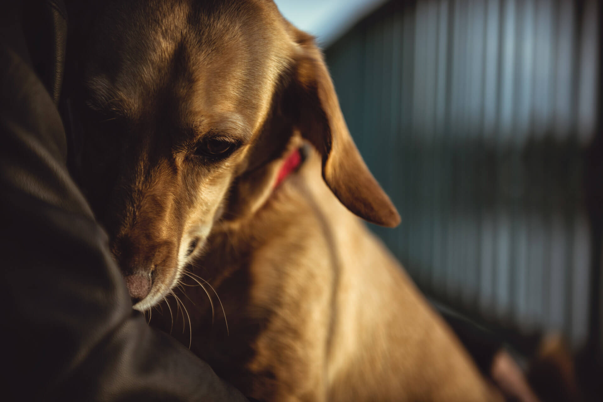 Why Is My Dog Scared Of Everything? Our Expert's Take | Tractive