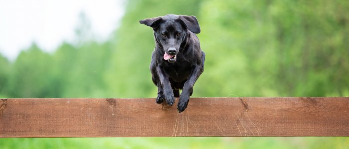 What is a virtual fence and which is the best one for me? - Tractive