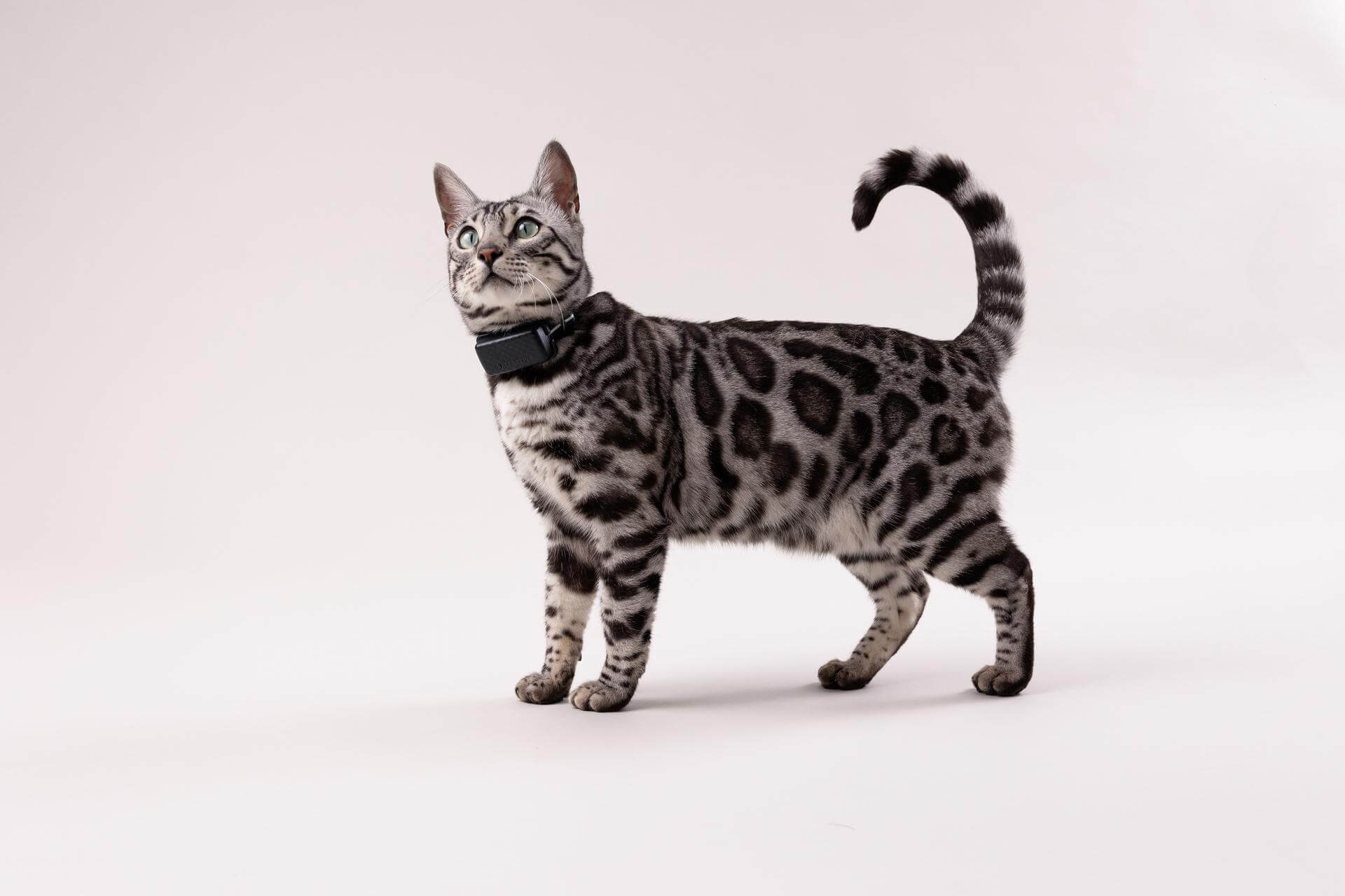 Tabla de la condición corporal para gatos - Tractive