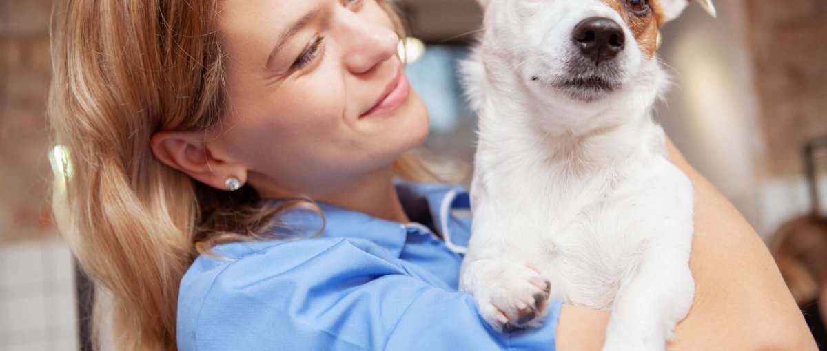 Microchip For Dogs: Your Questions, Answered - Tractive