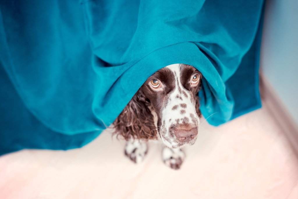 Why Are Dogs Scared Of Thunder? And How To Comfort Them?