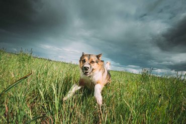 Why Are Dogs Scared Of Thunder? And How To Comfort Them?