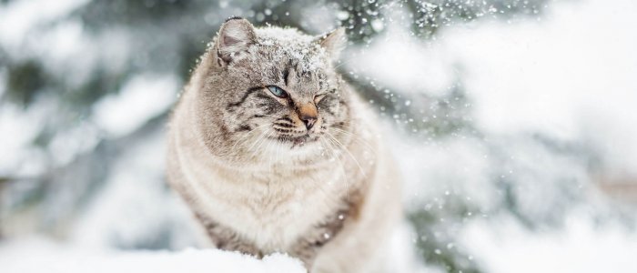 Chats en hiver : comment garder votre félin en bonne santé - Tractive