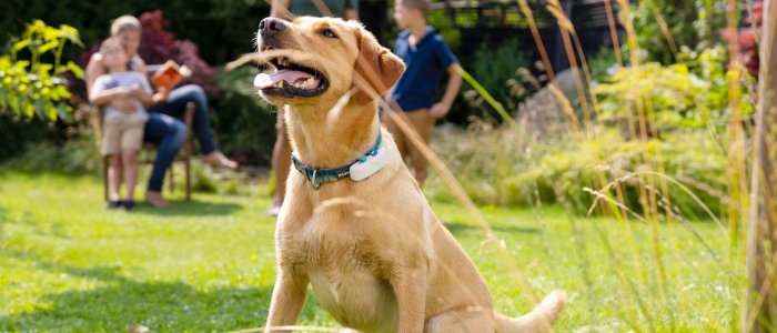 GPS Tracker vs Samsung SmartTag: What's best for pets? - Tractive