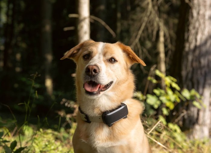 Lost Dog Story: 10 Stories Of Lost Dogs Found Using GPS - Tractive