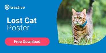 How To Find A Lost Cat: 15+ Tips To Retrieve A Missing Cat - Tractive