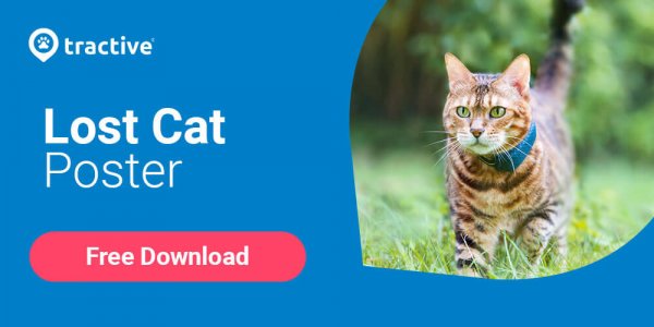 How To Find A Lost Cat: 15+ Tips To Retrieve A Missing Cat - Tractive