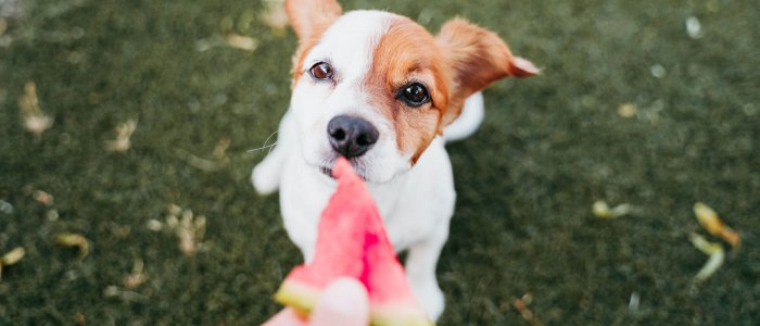 Can Dogs Eat Watermelon? Dog & Watermelon FAQs - Tractive