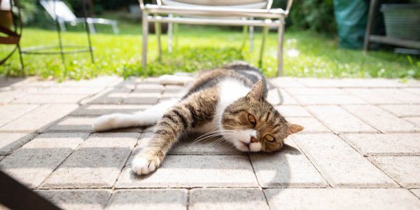 Heat Stroke In Cats: Prevention, Causes & Treatment - Tractive