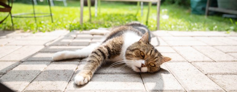 Heat Stroke In Cats: Prevention, Causes & Treatment - Tractive