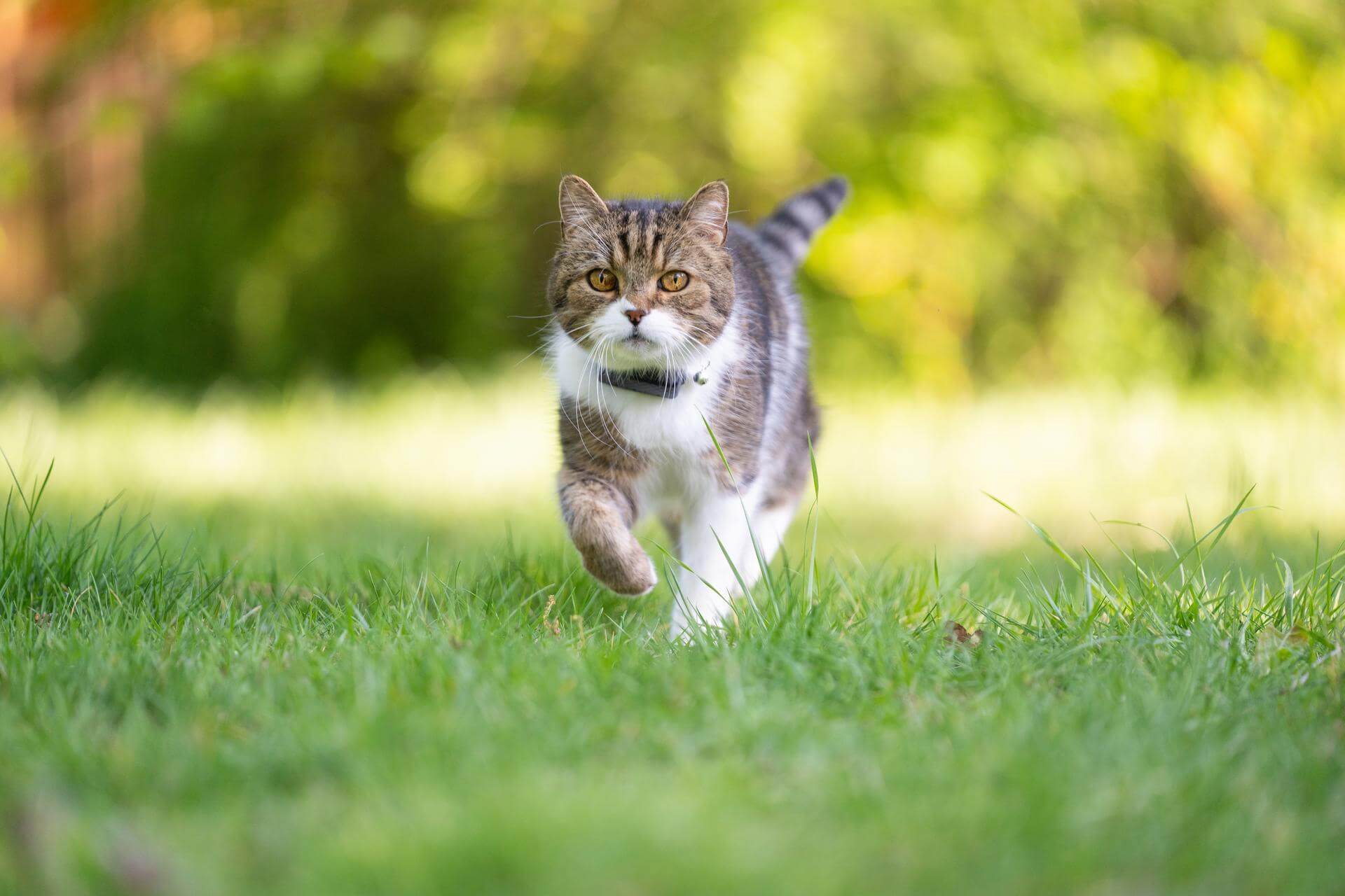 Tekenen krolse kat, paringscyclus en dracht voorkomen - Tractive
