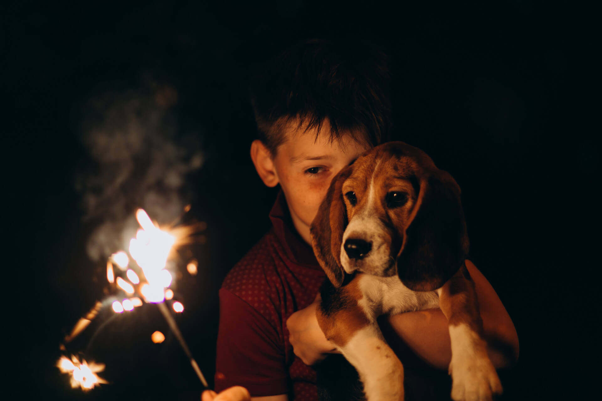 Why Are Dogs Scared Of Fireworks? (And How Can You Help?)