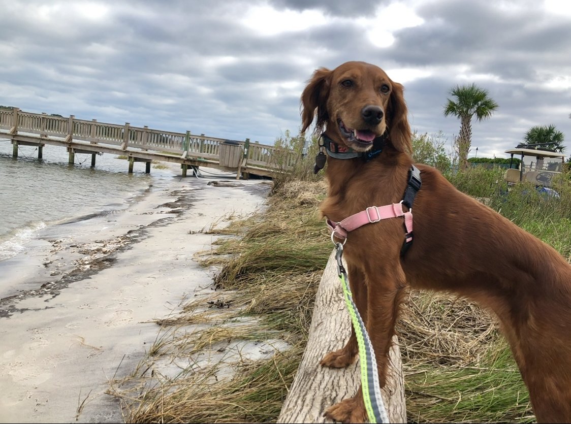 Manie The Escape Artist Dog: Adventuring Safely With Tractive