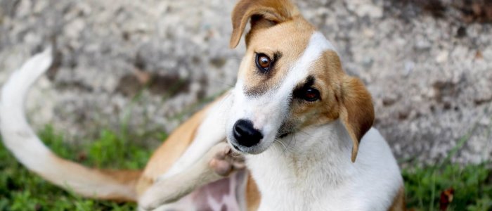 Alles wat je moet weten over schurft bij honden - Tractive