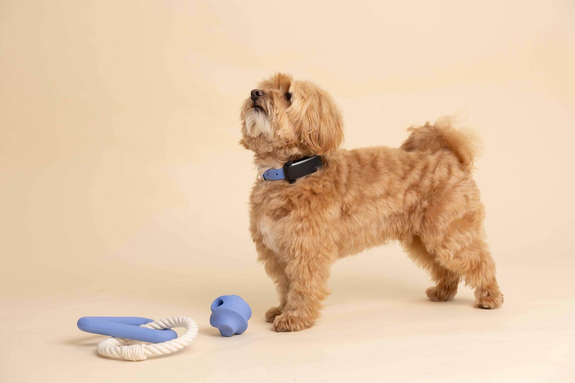 ¿Cuánto ejercicio necesita un perro? - Tractive