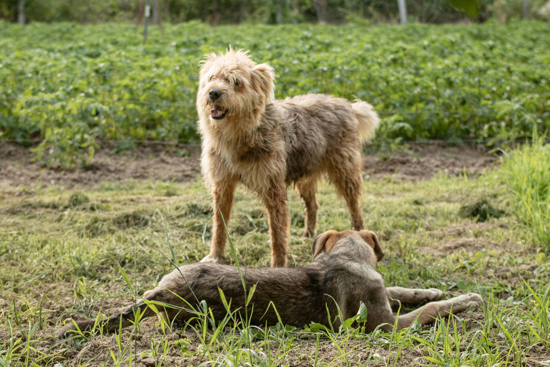 3 Ways To Prevent Mange In Dogs (And Why It Happens) | Tractive