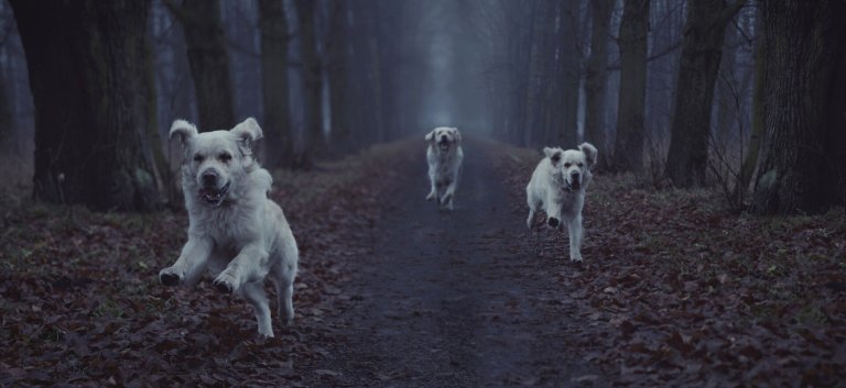 Walking Dog In the Dark: 10 Tips To Stay Safe - Tractive