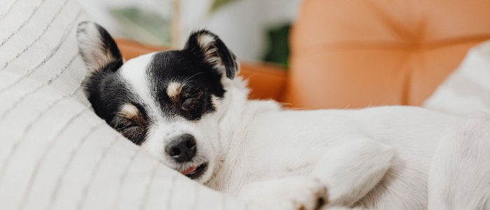 6 Tips: How To Get Your Dog To Sleep Through The Night - Tractive