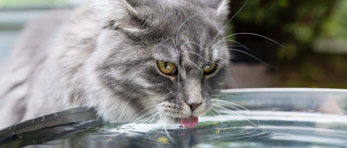 Chat qui boit beaucoup : faut-il s'inquiéter ? - Tractive