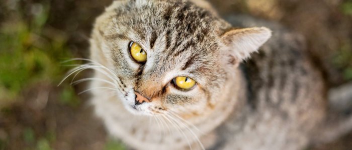 Chat sénile : symptômes, explications et astuces - Tractive
