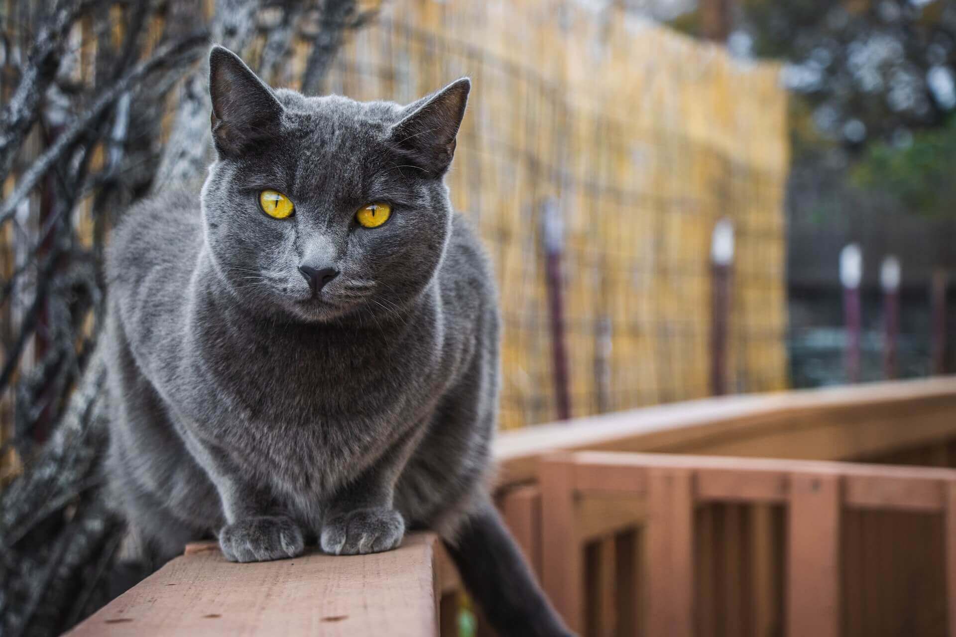 10 Tips To Create A Safe & Cat Proof Balcony - Tractive