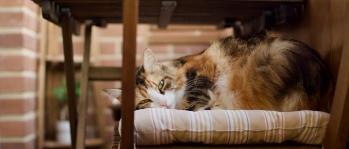 10 Tips To Create A Safe & Cat Proof Balcony - Tractive