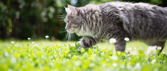 Tiques chez le chat : Détecter, réagir, prévenir - Tractive