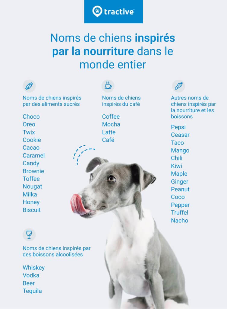 Noms de chien les plus populaires en France - Tractive